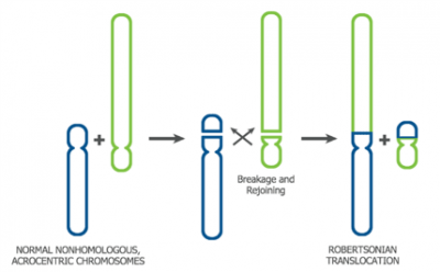 PGT-SR – Preimplantation Genetic Testing For Chromosomal Structural ...
